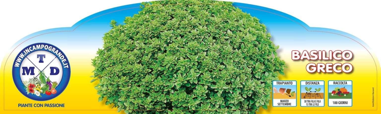 Piante di basilico greco - In Campo Grande | Vivaio piantine da orto